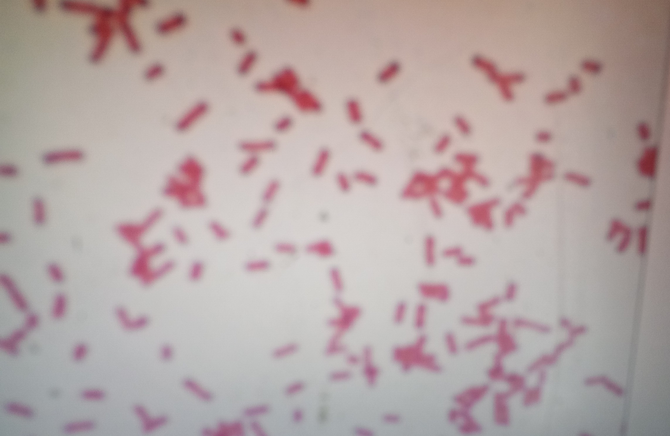 Solved what type of bacteria is this? | Chegg.com