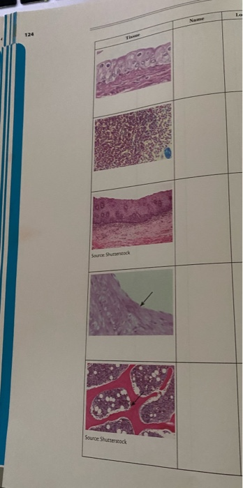 Solved In the table below, identify each of the tissues, | Chegg.com