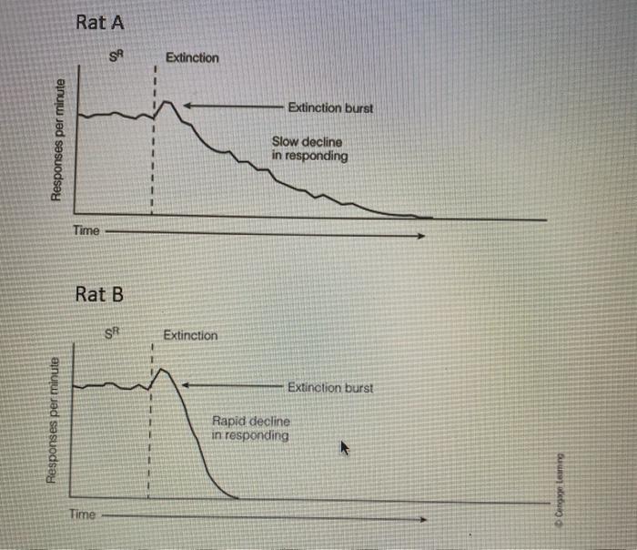 Solved Rat A SA Extinction Extinction burst Responses per | Chegg.com