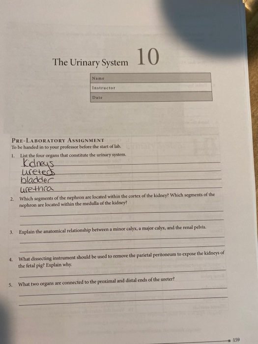 Solved The Urinary System 10 Name Instructor Date | Chegg.com