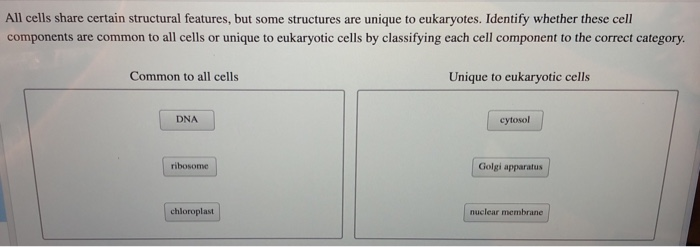 Solved All cells share certain structural features, but some | Chegg.com