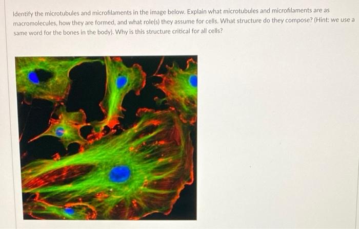 Solved Identify the microtubules and microfilaments in the | Chegg.com