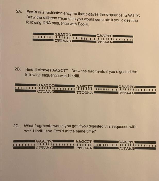 [Solved]: 2A. EcoRI is a restriction enzyme that cleaves th