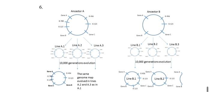 6.Below is an image of an evolution experiment. It | Chegg.com