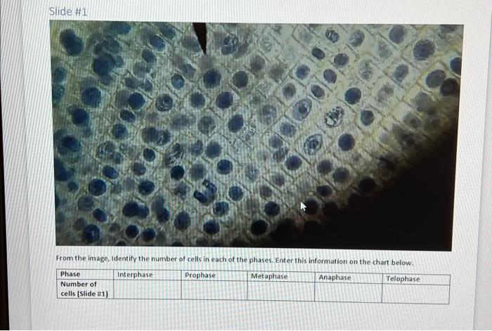 Solved Slide \#1 From the image, Identify the number of | Chegg.com