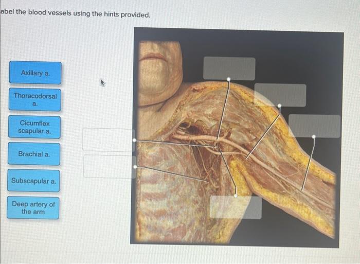 Solved abel the blood vessels using the hints provided. | Chegg.com