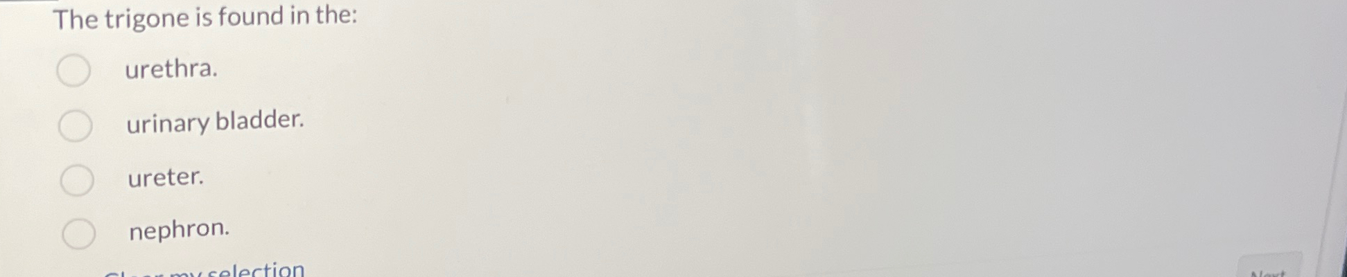 Solved The trigone is found in the:urethra.urinary | Chegg.com