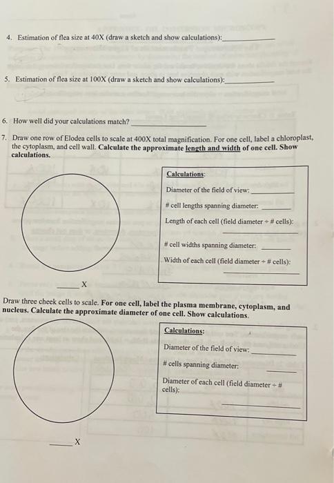 Solved 4. Estimation of flea size at 40X (draw a sketch and | Chegg.com