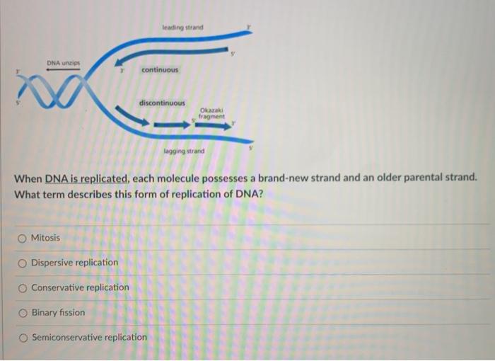 Solved leading strand DNA unis continuous 8 discontinuous | Chegg.com