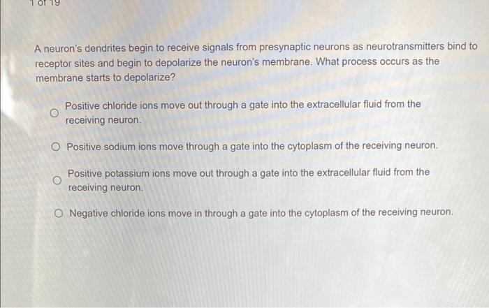 Solved A neuron's dendrites begin to receive signals from | Chegg.com