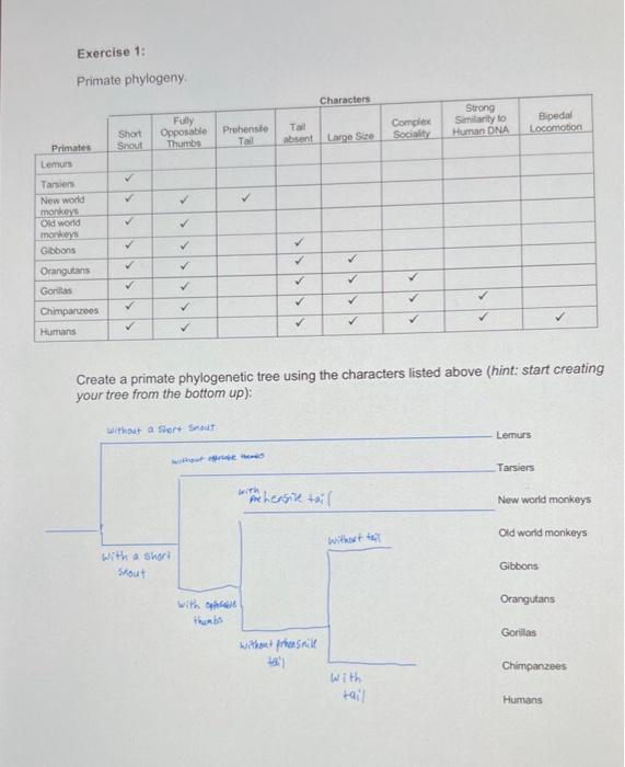 Exercise 1: Primate phylogeny. Create a primate | Chegg.com