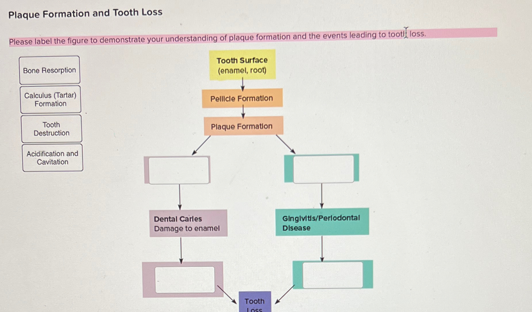Solved Plaque Formation and Tooth LossPlease label the | Chegg.com