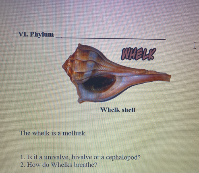 Solved VI. Phylum WHOLE Whelk shell The whelk is a mollusk. | Chegg.com