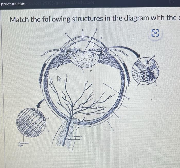 Solved Match the following structures in the diagram with | Chegg.com