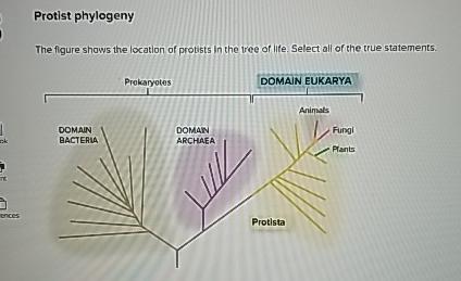 Solved Protist phylogenyThe flgure shows the location of | Chegg.com