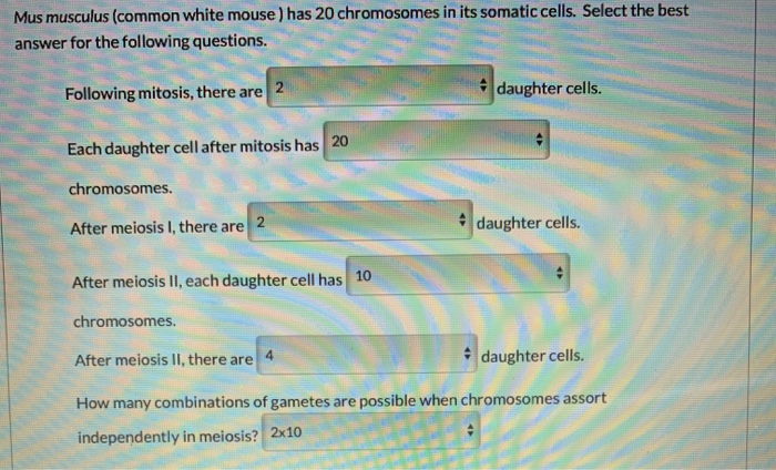 Solved Mus musculus (common white mouse ) has 20 chromosomes | Chegg.com