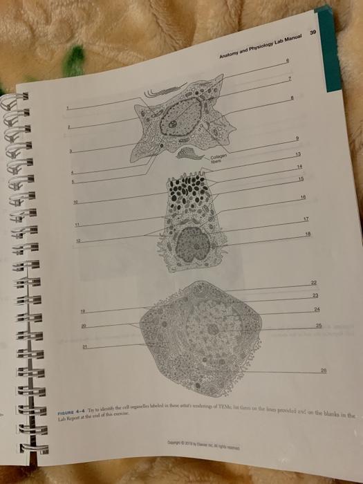 Solved 39 Anatomy And Physiology Lab Manual Con 12 14 16 1 Chegg