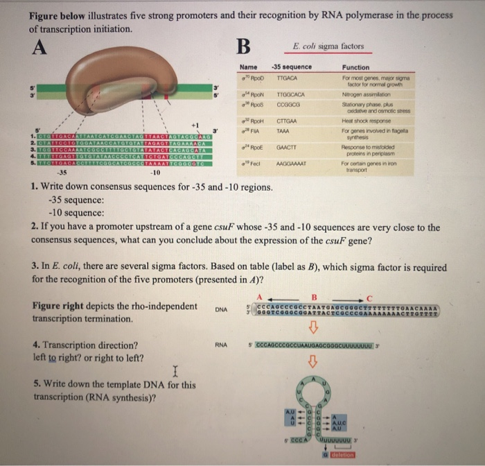 Solved Figure below illustrates five strong promoters and | Chegg.com