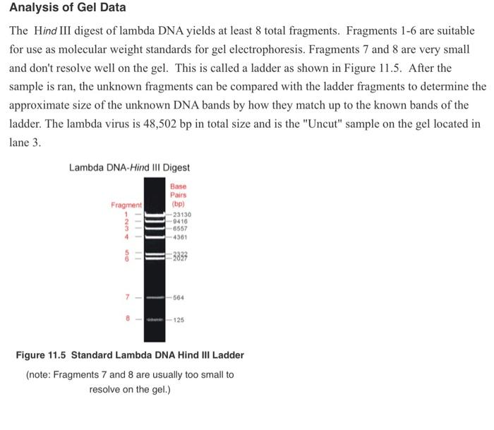 Analysis of Gel Data The Hind III digest of lambda | Chegg.com