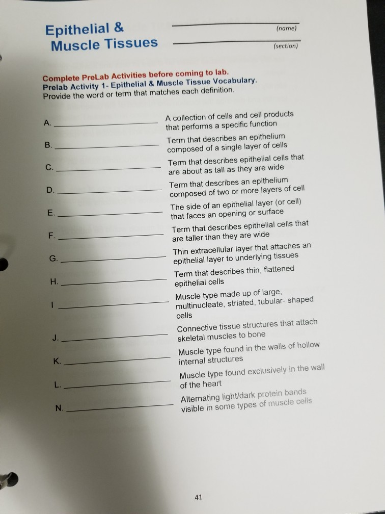 Solved (name) Epithelial & Muscle Tissues (section) Complete | Chegg.com