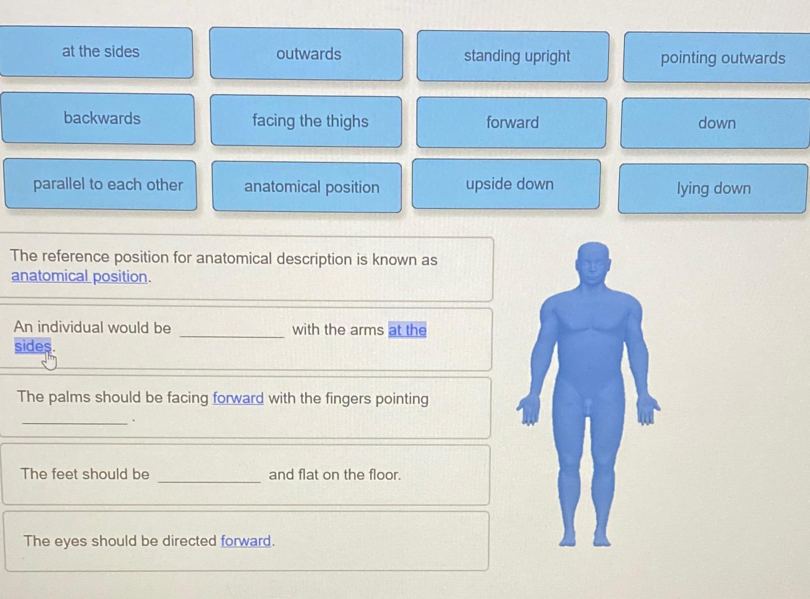 Solved The reference position for anatomical description is | Chegg.com