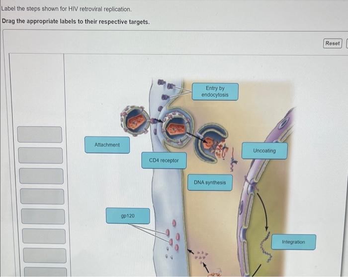 Solved Label the steps shown for HIV retroviral replication. | Chegg.com