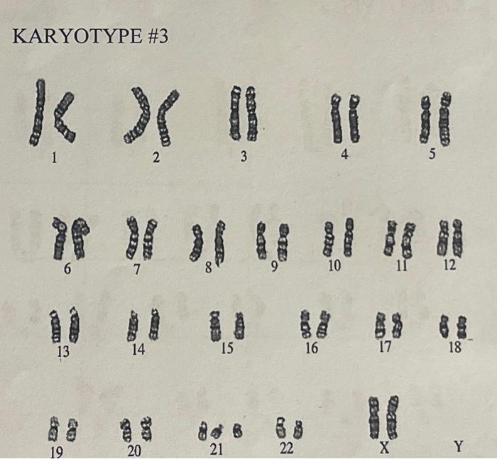 Examine the karyotypes on page 36 and answer the | Chegg.com