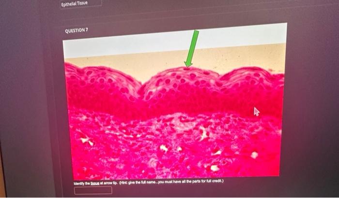 Solved identify the tissue at arrow tip | Chegg.com