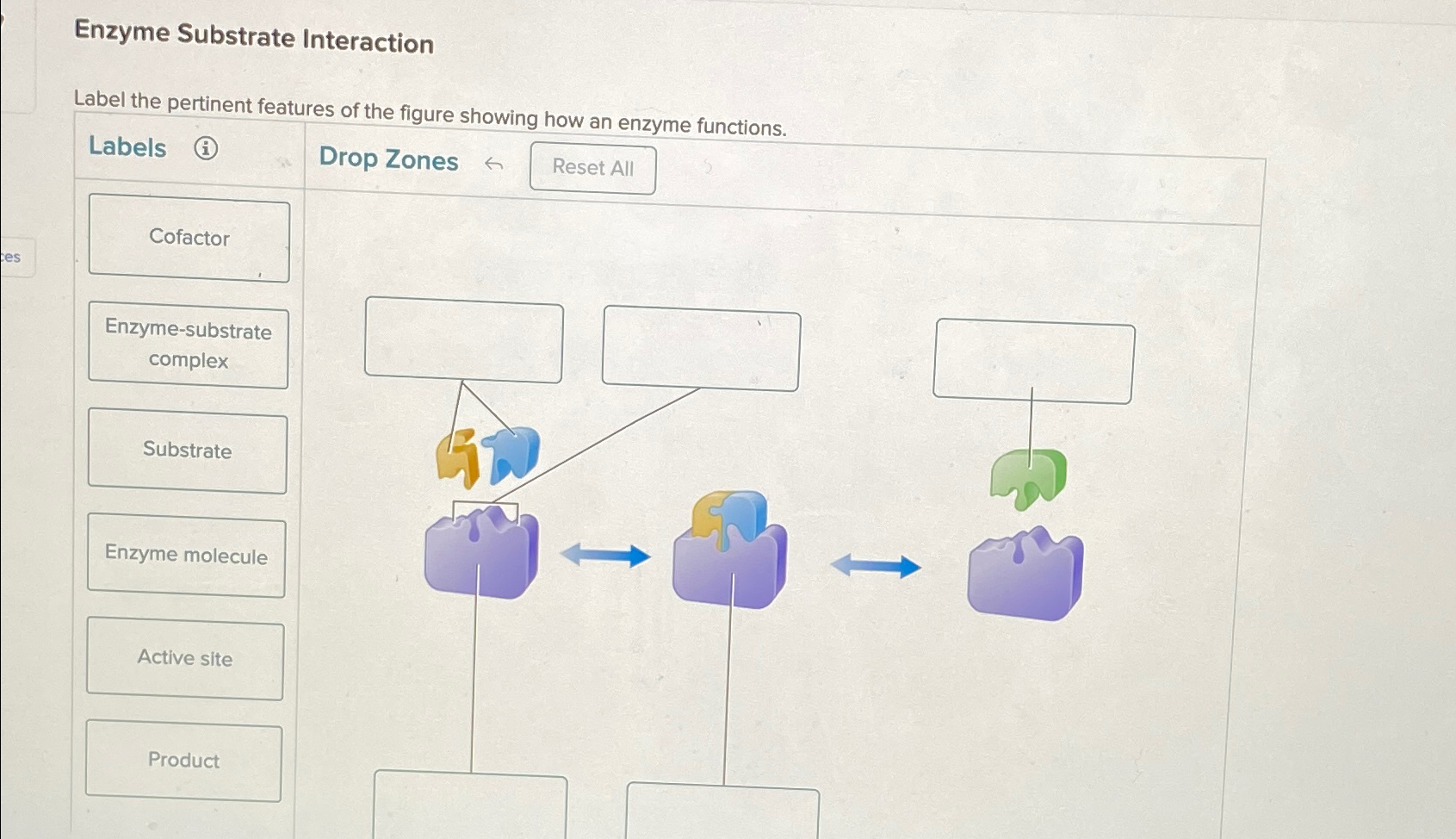 Solved Enzyme Substrate InteractionLabel the pertinent | Chegg.com Solved Enzyme Substrate InteractionLabel the pertinent | Chegg.com