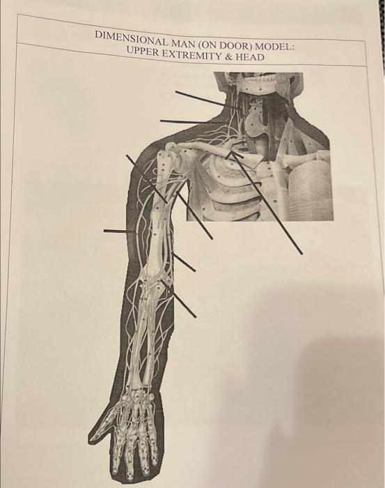 Solved DIMENSIONAL MAN (ON DOOR) MODEL: UPPER EXTREMITY & | Chegg.com