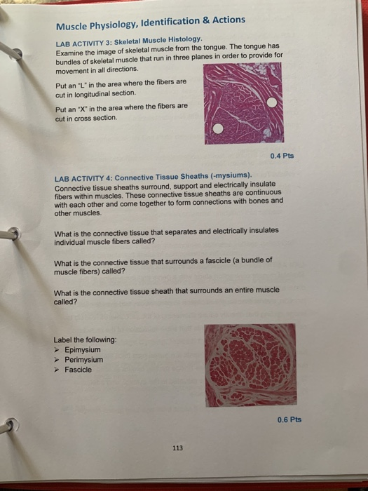 Solved Muscle Physiology, Identification & Actions LAB | Chegg.com