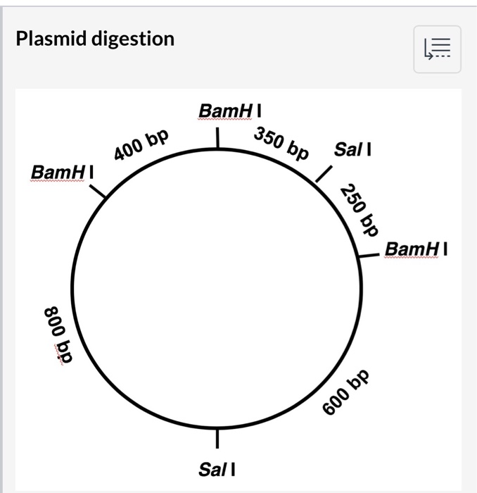 Solved Plasmid digestion mit 350 bp | 250 o bp BamHI | 350 | Chegg.com
