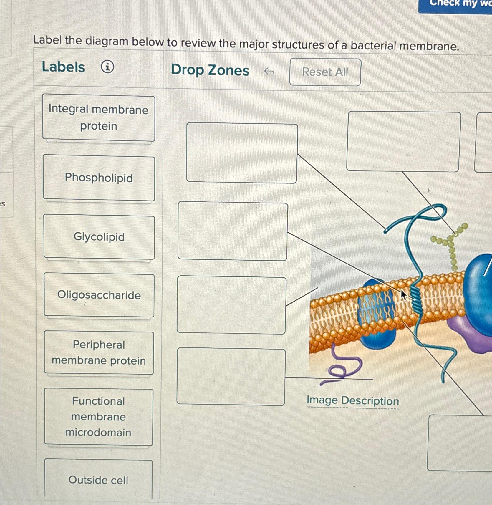 Solved Label the diagram below to review the major | Chegg.com