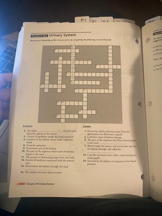 Solved Puzzle It Out Urinary System Review your knowledge of | Chegg.com