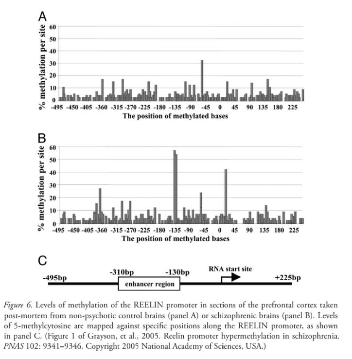 Solved 1. What is the role of reelin in the brain? According | Chegg.com