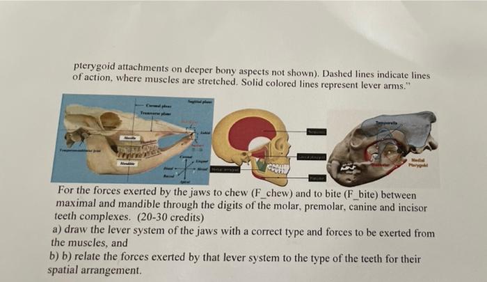 Solved 6. by Adam Hartstone-Rose, "Lever arm lengths within | Chegg.com