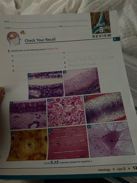 Solved Name UNIT Section REVIEW 5 Check Your Recall 1 | Chegg.com