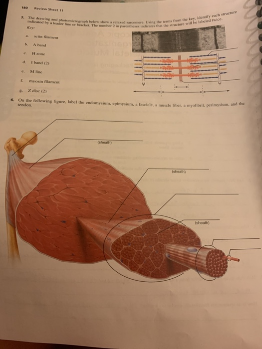 Solved 180 Review Sheet 5. The drawing and we below show | Chegg.com