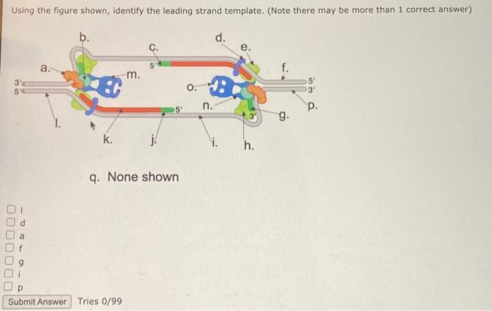 Solved Using the figure shown, identify the leading strand | Chegg.com