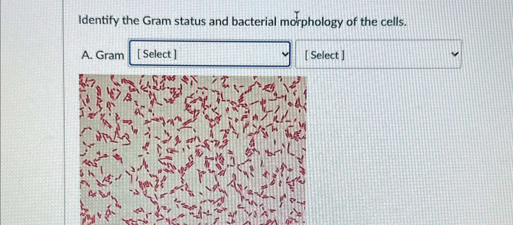 Solved Identify the Gram status and bacterial morphology of | Chegg.com