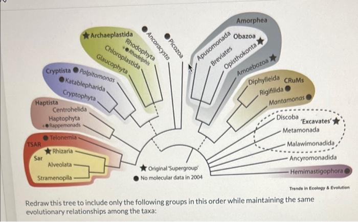 Solved Redraw this tree to include only the following groups | Chegg.com