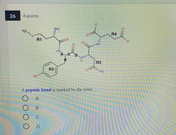 Solved 26 4 points NH R4 R1 O NH EN V R3 R2 NH A peptide | Chegg.com