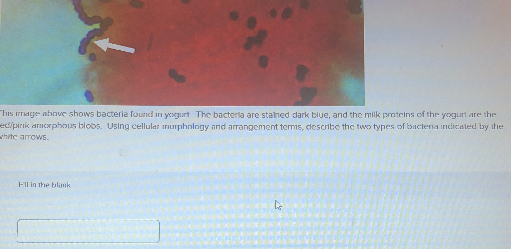 This image above shows bacteria found in yogurt. The | Chegg.com