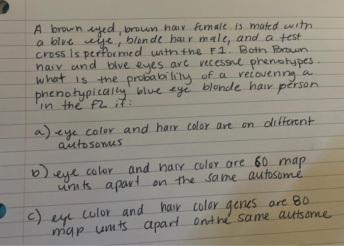 Solved A brown eyed, brown hair female is mated with a bive | Chegg.com