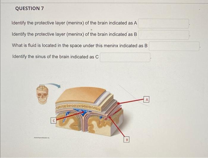 Solved QUESTION 7 Identify the protective layer (meninx) of | Chegg.com