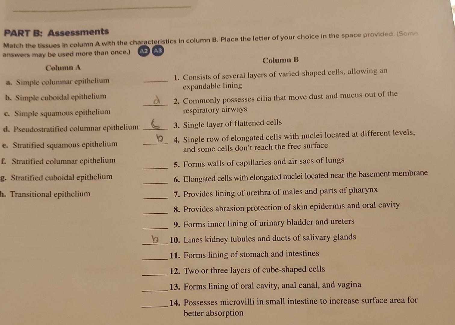 Solved PART B: Assessments Match the tissues in column A | Chegg.com