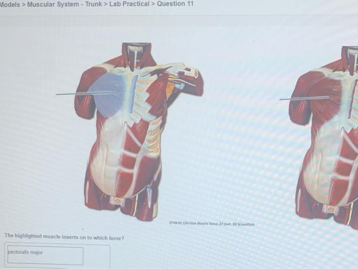 Solved Models > Muscular System - Trunk > Lab Practical > | Chegg.com