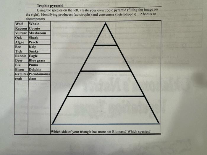 Solved Trophic pyramid Using the species on the left, create | Chegg.com