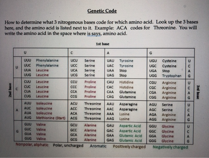 Genetic Code How to determine what 3 nitrogenous | Chegg.com