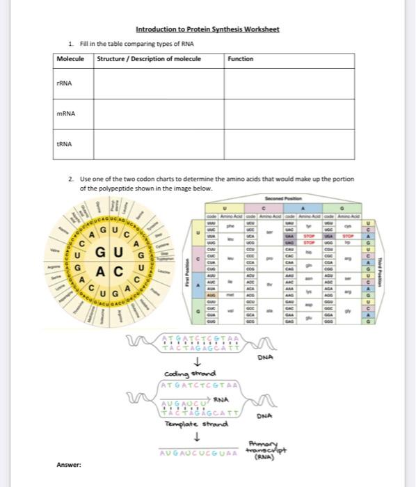 Solved Introduction to Protein Synthesis Werksheet Fill in | Chegg.com